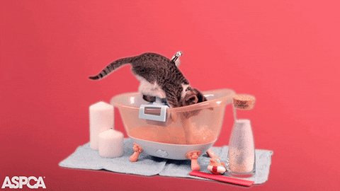 Cold Weather Cat GIF by ASPCA - Find & Share on GIPHY