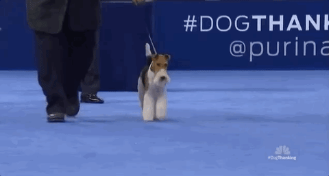 National Dog Show 2018 GIF by NBC - Find & Share on GIPHY