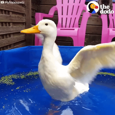 Duck GIF by The Dodo - Find & Share on GIPHY