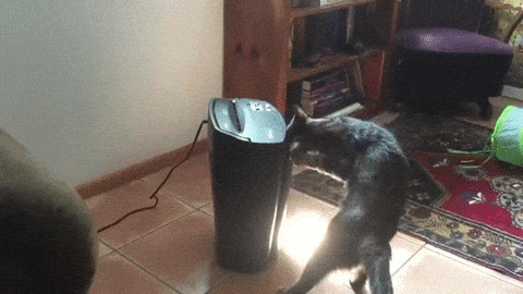 Cat Paper GIF - Find & Share on GIPHY