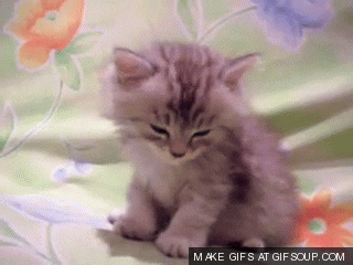 Sleepy Cat GIF - Find & Share on GIPHY