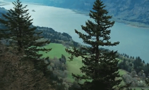 Twilight Tree GIF - Find & Share on GIPHY
