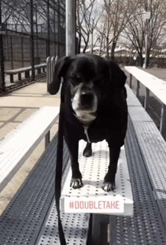 Double Take Dog GIF by Gottalotta - Find & Share on GIPHY