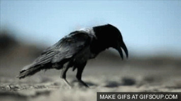 Crow GIF - Find & Share on GIPHY