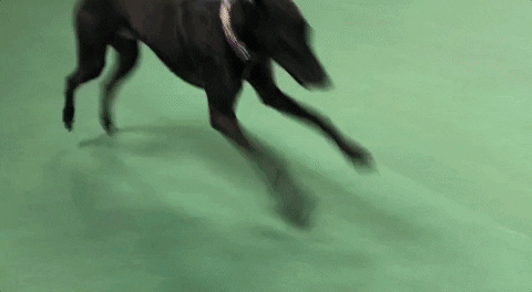 Dog Running GIF by Nebraska Humane Society - Find & Share on GIPHY