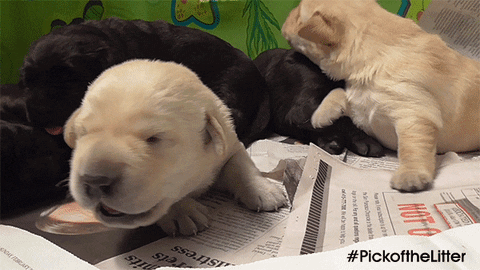 Dog Puppy GIF by IFC FIlms - Find & Share on GIPHY