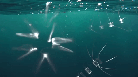 Plankton Uvic GIF - Find & Share on GIPHY