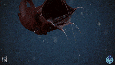 Cephalopodweek GIFs - Find & Share on GIPHY