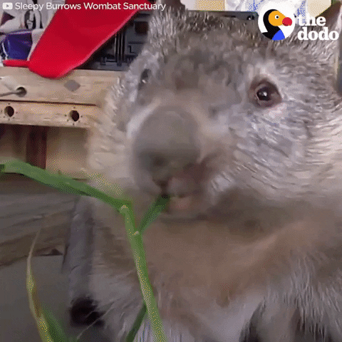 Wombat GIF by The Dodo - Find & Share on GIPHY