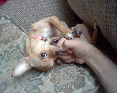 Dog Bite GIF - Find & Share on GIPHY