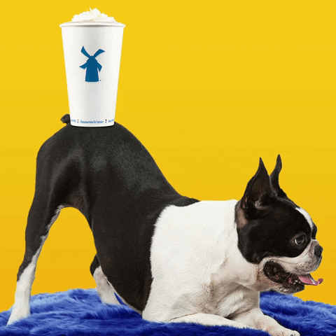 Good Morning Dog GIF by Dutch Bros Coffee - Find & Share on GIPHY
