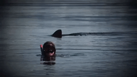 Angry Danger GIF by Shark Week - Find & Share on GIPHY