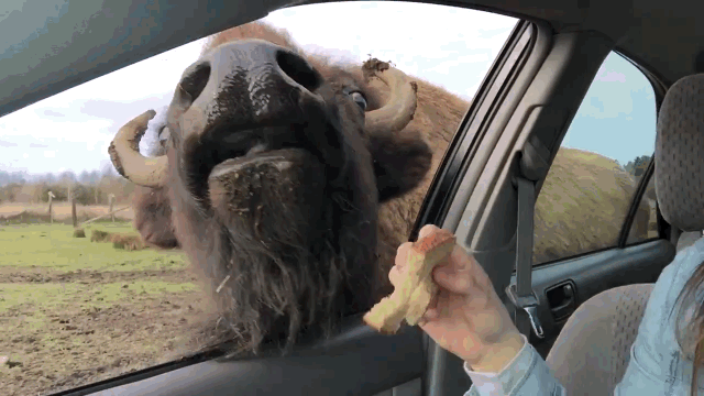 Buffalo GIF - Find & Share on GIPHY