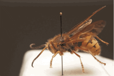 Bee Spinning GIF - Find & Share on GIPHY