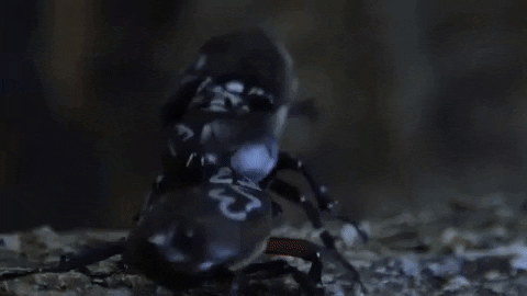 Knockout Beetles GIF by Science Friday - Find & Share on GIPHY