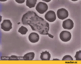 Cell Animation GIF - Find & Share on GIPHY