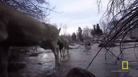 Yellowstone GIF by National Geographic Channel - Find & Share on GIPHY