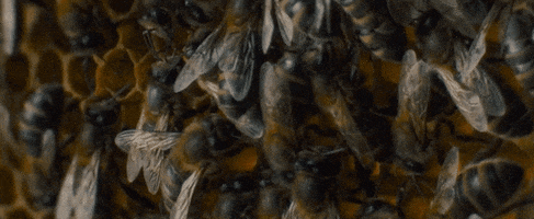 Queen Bee Honey GIF by Good Deed Entertainment - Find & Share on GIPHY