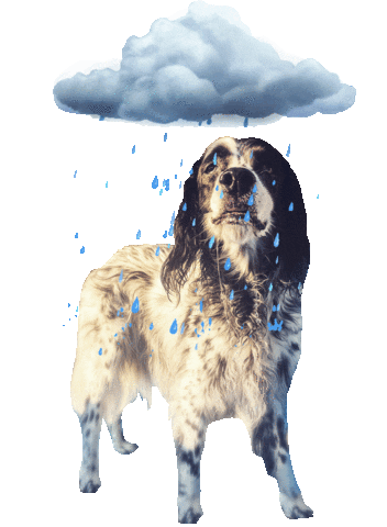 Rainy Day Dog Sticker by Tales&Tails for iOS & Android | GIPHY