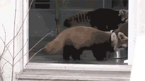 Scared Raccoon GIF - Find & Share on GIPHY