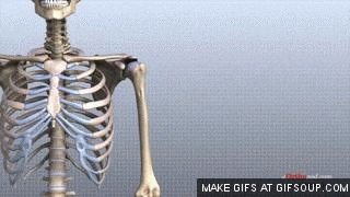 Joint GIF - Find & Share on GIPHY