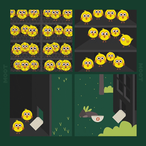 Mad Chicken GIF by MOOT - Find & Share on GIPHY