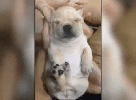 Dog Love GIF by Pamily - Find & Share on GIPHY