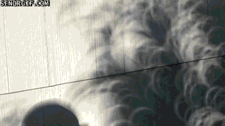 Gif Of Shadows Cast By Trees During A Solar Eclipse : inspirationscience