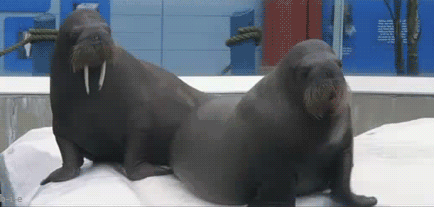 Walrus GIFs - Find & Share on GIPHY