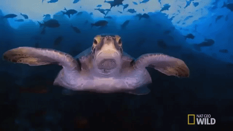 National Geographic Turtle GIF by Nat Geo Wild - Find & Share on GIPHY