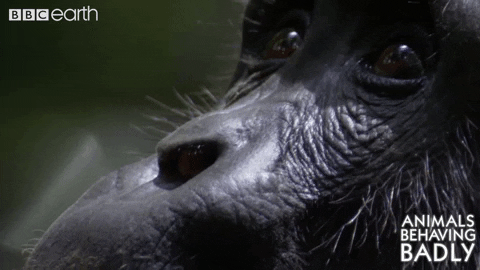 Wildlife Chimp GIF by BBC Earth - Find & Share on GIPHY