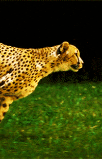 Slow Motion Running GIF - Find & Share on GIPHY