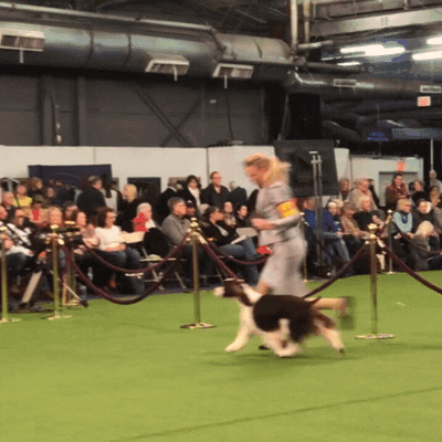 Dog Show GIF by Westminster Kennel Club - Find & Share on GIPHY
