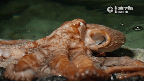 Siphon Finding Nemo GIF by Monterey Bay Aquarium - Find & Share on GIPHY