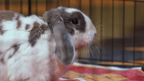 Abc GIF by The Gong Show - Find & Share on GIPHY