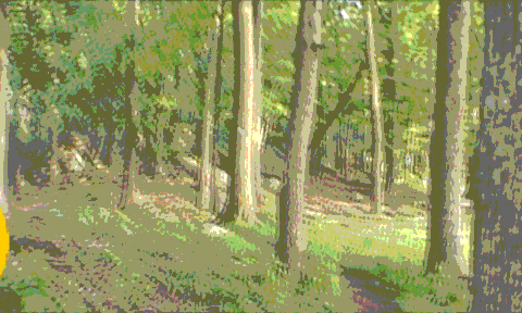 Woods GIF - Find & Share on GIPHY