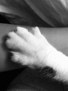 Cat Paw GIFs on Giphy