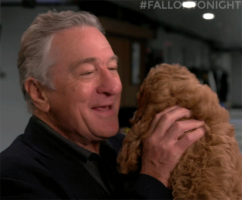 Labradoodle Puppy GIFs - Get the best GIF on GIPHY