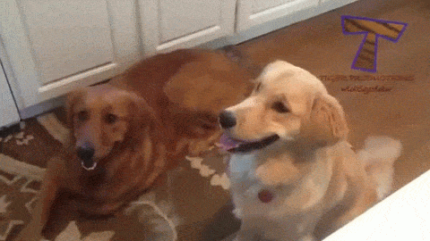 Gif Images Of Dogs