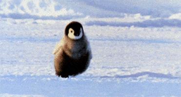 Dat Waddle GIF - Find & Share on GIPHY