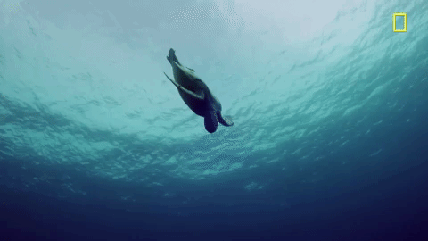 Nat Geo Ocean GIF by National Geographic Channel - Find & Share on GIPHY
