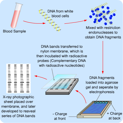 Gel Electrophoresis GIFs - Find & Share on GIPHY