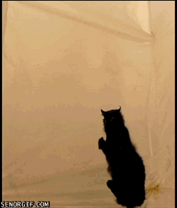 Cat Gravity GIF by Cheezburger - Find & Share on GIPHY