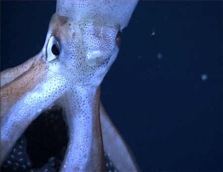 Bebby Squids GIF by Digg - Find & Share on GIPHY