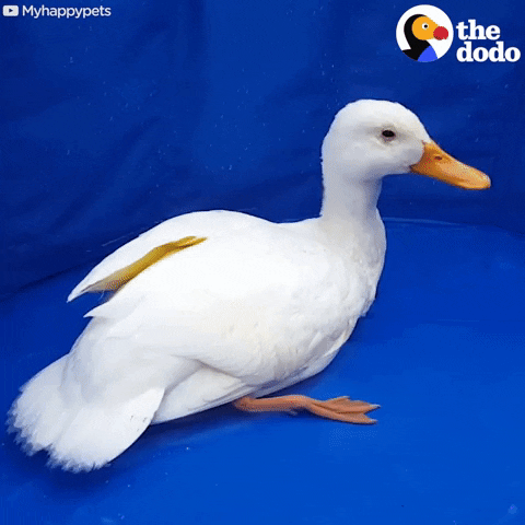 Duck GIF by The Dodo - Find & Share on GIPHY