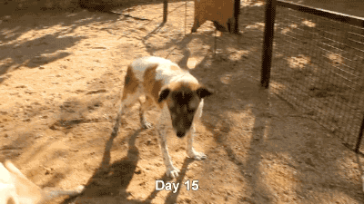 Dog Rescue GIF - Find & Share on GIPHY