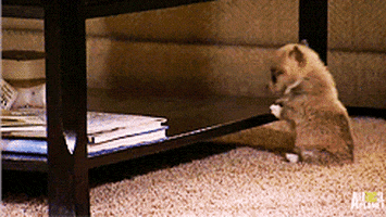 Funny Dog GIFs - Get the best GIF on GIPHY