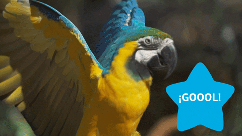 Loro GIFs - Get the best GIF on GIPHY
