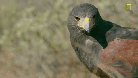 Nat Geo Desert GIF by National Geographic Channel - Find & Share on GIPHY