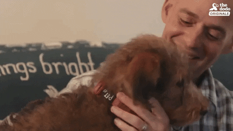 Dog GIF by The Dodo - Find & Share on GIPHY